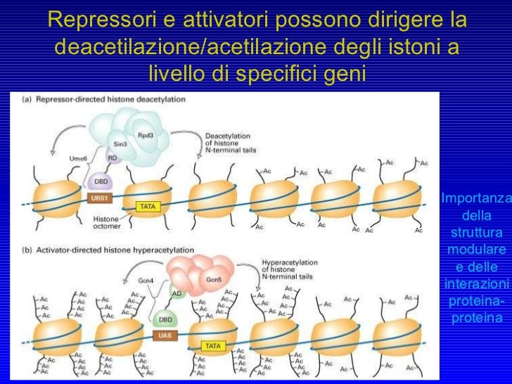 Regolazione espressione 01.02.2010