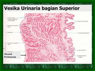 Vesica Urinaria Histology