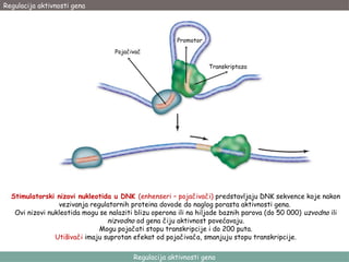 Regulacija aktivnosti-gena compress (1) | PPT