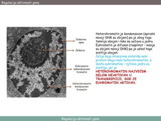 Regulacija aktivnosti-gena compress (1) | PPT