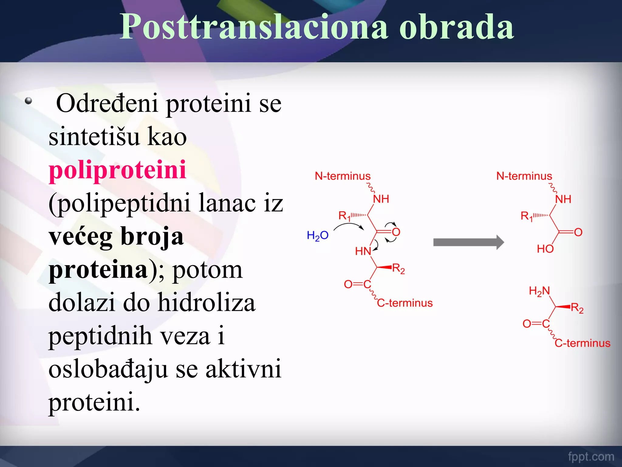 Regulacija aktivnosti gena | PPT