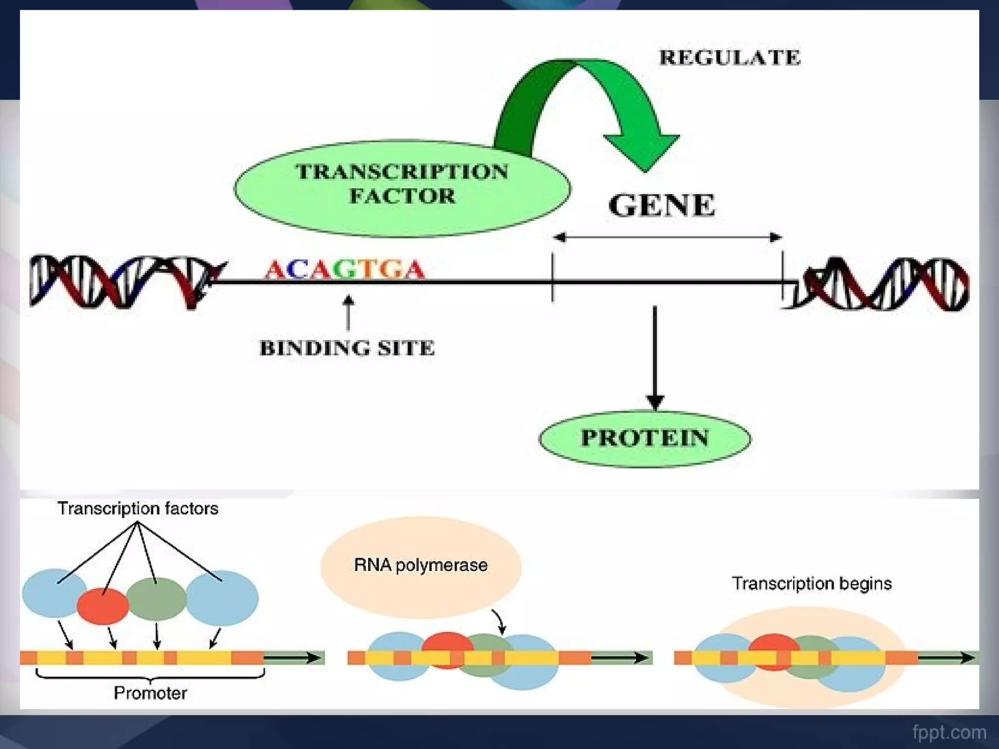 Regulacija aktivnosti gena | PPT