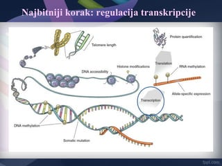 Regulacija aktivnosti gena | PPT