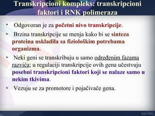 Regulacija aktivnosti gena | PPT