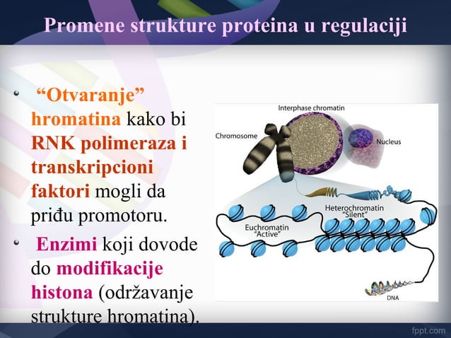Regulacija aktivnosti gena | PPT