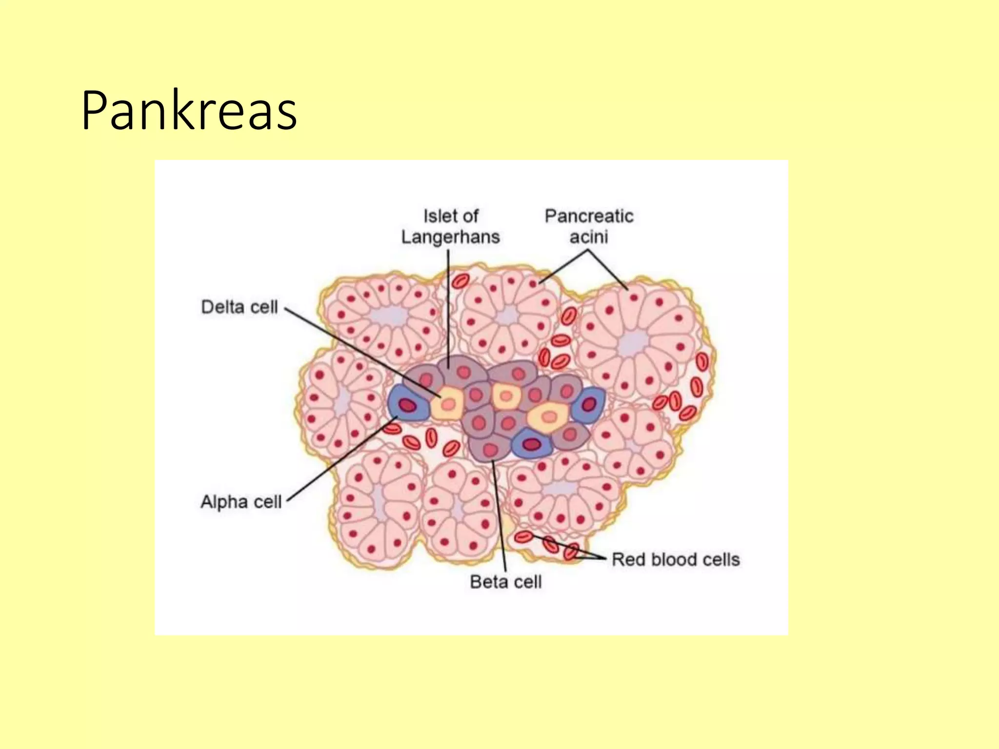 Regulacija homeostaze glukoze | PPTX