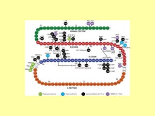 Regulacija homeostaze glukoze | PPTX