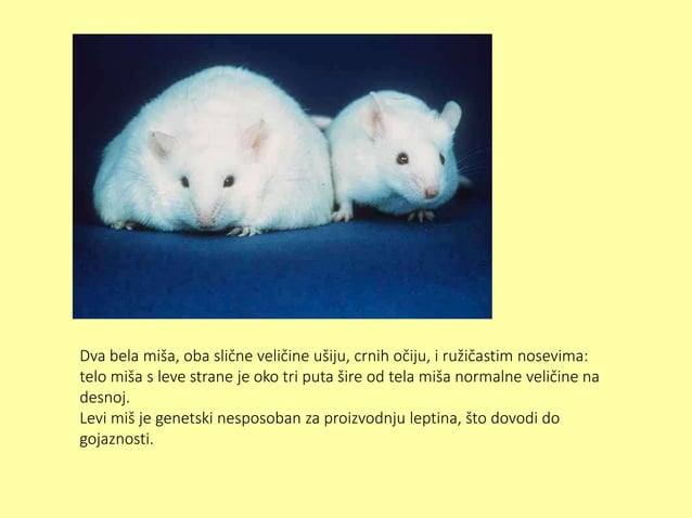 Regulacija homeostaze glukoze | PPTX