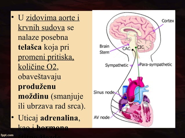 Regulacija srčanog ritma | PPT