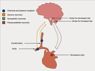 Regulacija srčanog ritma | PPT
