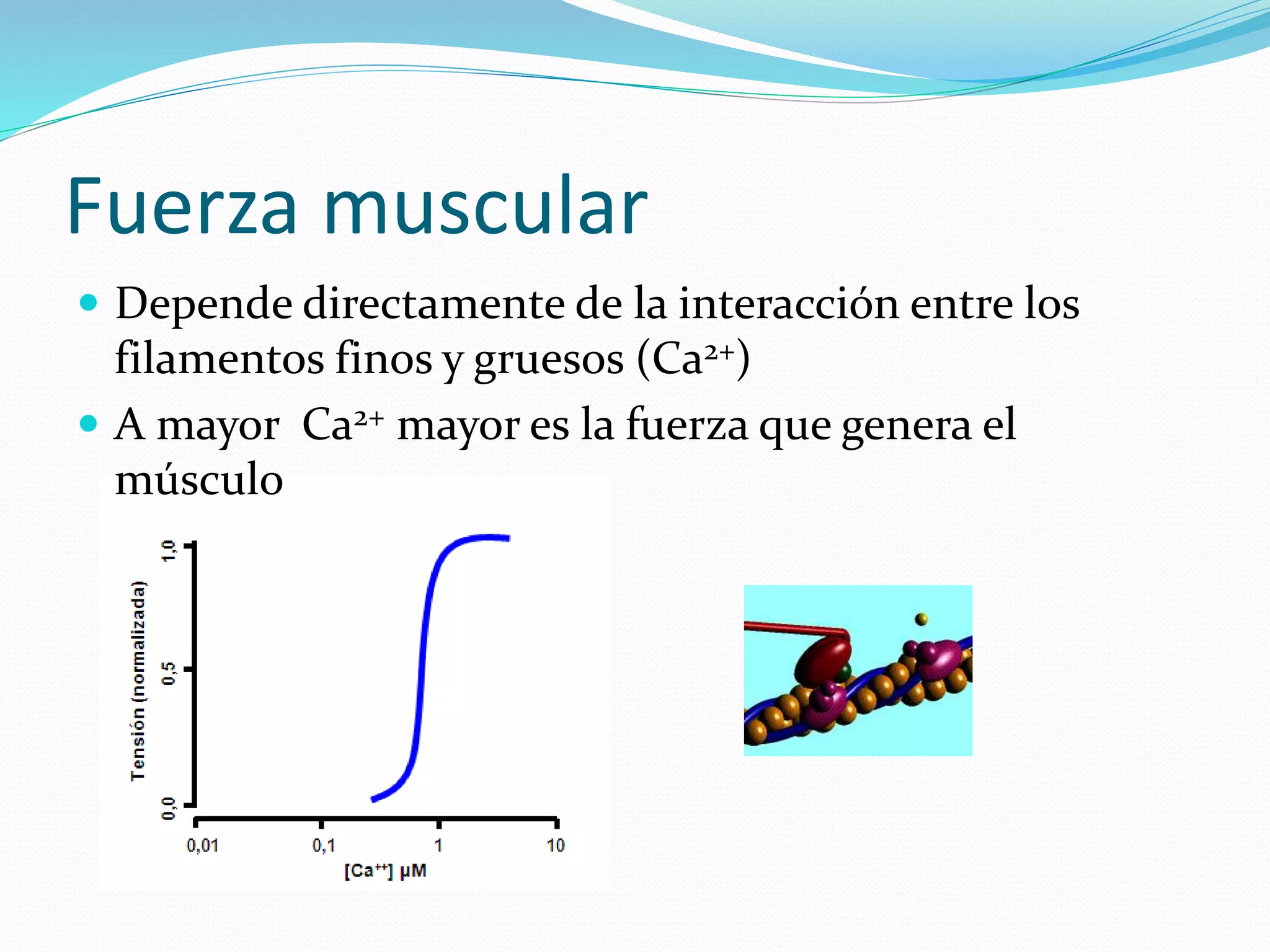 Regulación de la fuerza muscular | PPTX