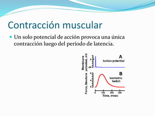 Regulación de la fuerza muscular | PPTX