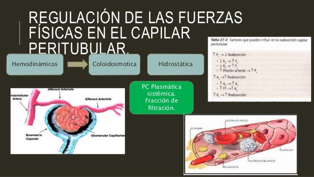 FORMACIÓN DE LA ORINA POR LOS RIÑONES: REABSORCIÓN Y SECRECIÓN TUBULAR ...
