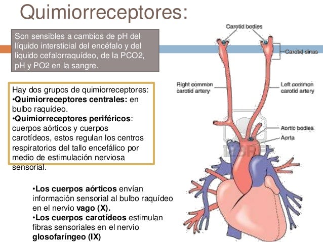 Regulación de la respiración
