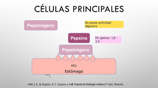 REGULACIÓN DE LA SECRECION ACIDO Y PEPSINAS.pptx