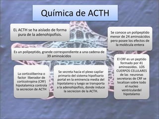 Regulación de la secreciones de cortisol por la | PPTX
