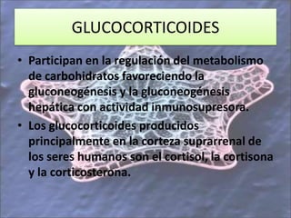Regulación de la secreciones de cortisol por la | PPTX