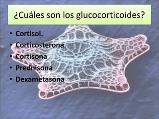 Regulación de la secreciones de cortisol por la | PPTX