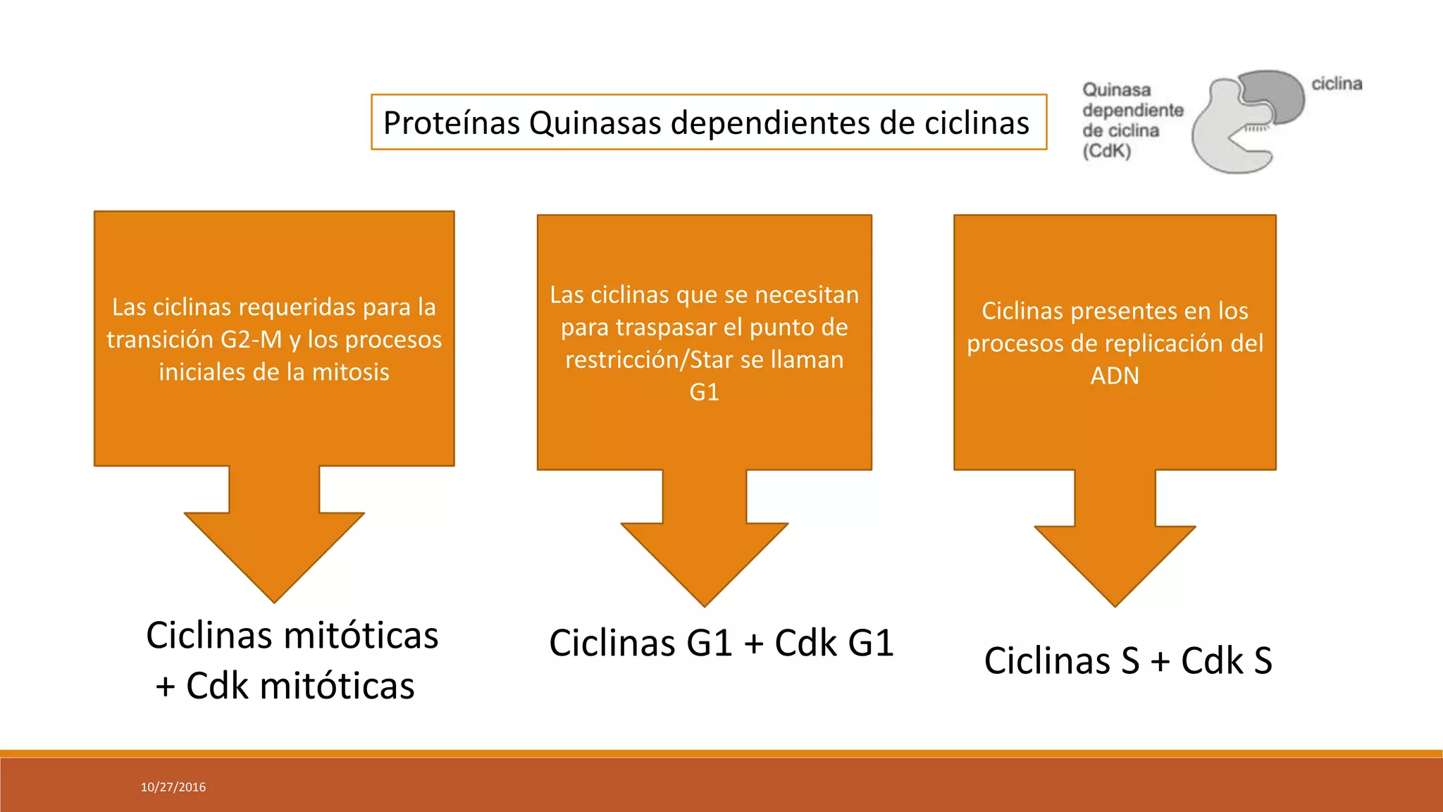 Regulación del ciclo celular | PPTX