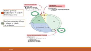 Regulación del ciclo celular | PPTX