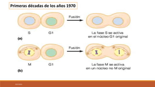 Regulación del ciclo celular | PPTX