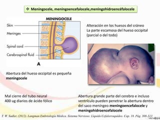 Regulación molecular del desarrollo cerebral y consideraciones clínicas ...