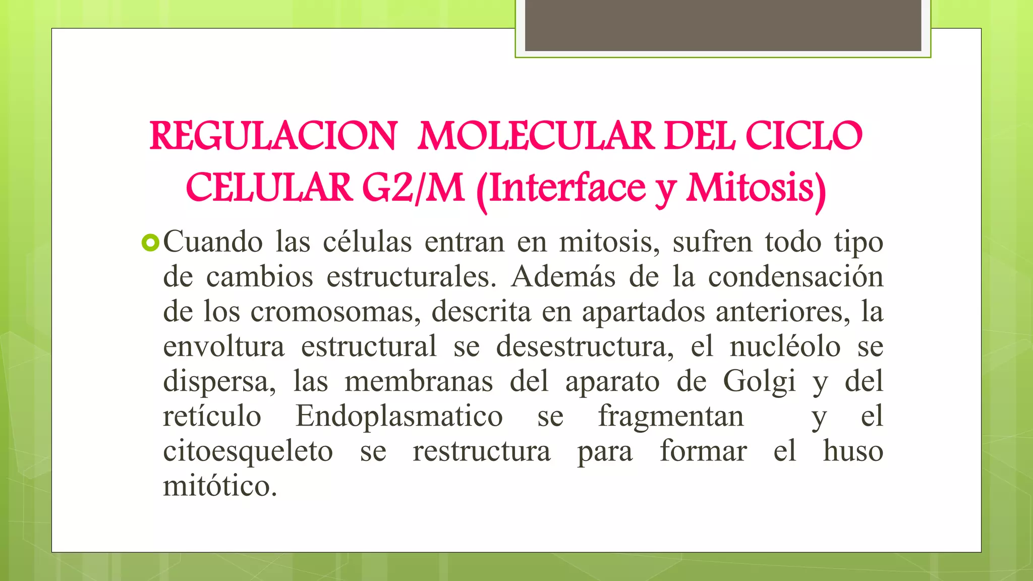 Regulación del ciclo de división celular. FUP | PPTX