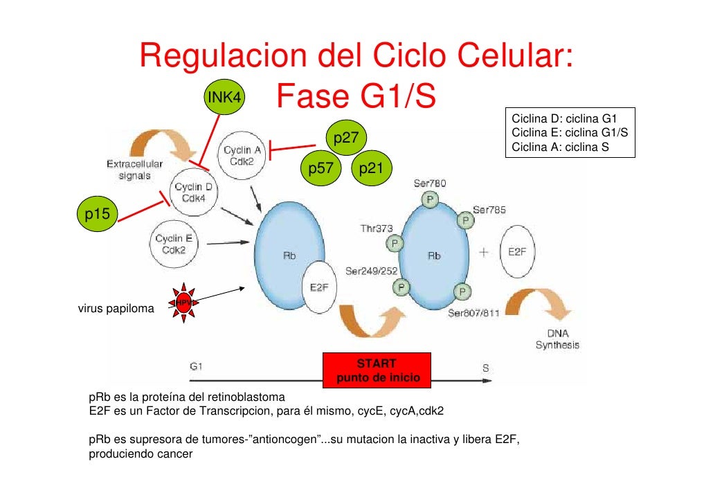 Regulacion Ciclo Celular 0197