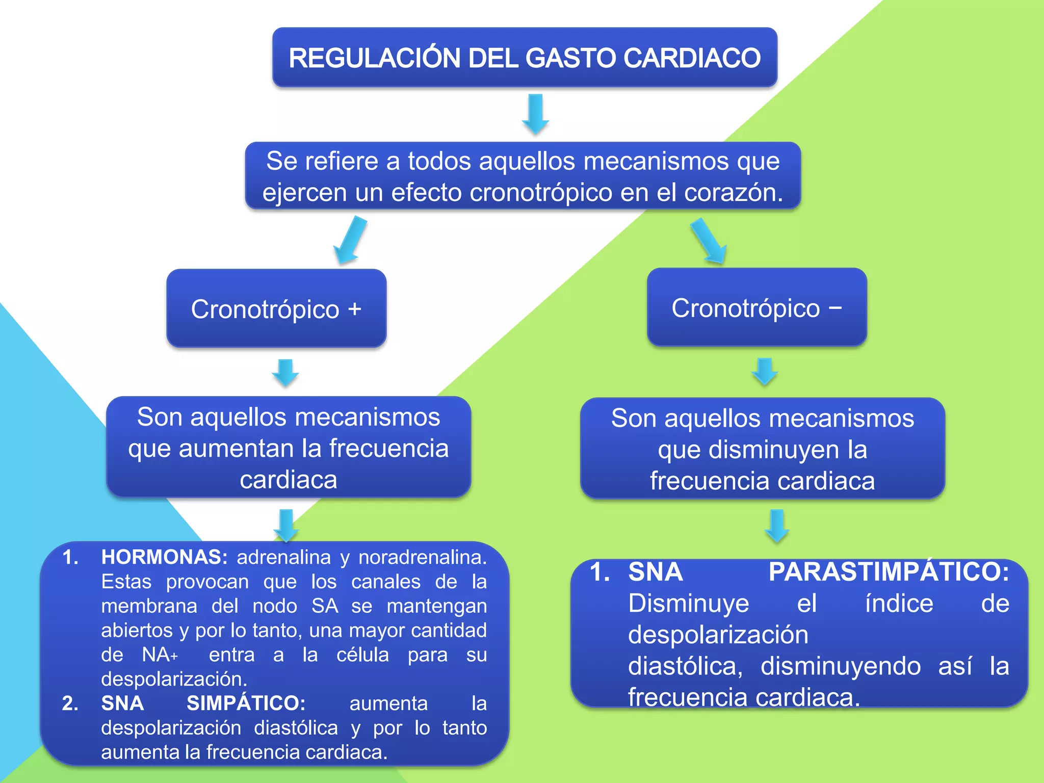 Regulación de gasto cardiaco | PPT