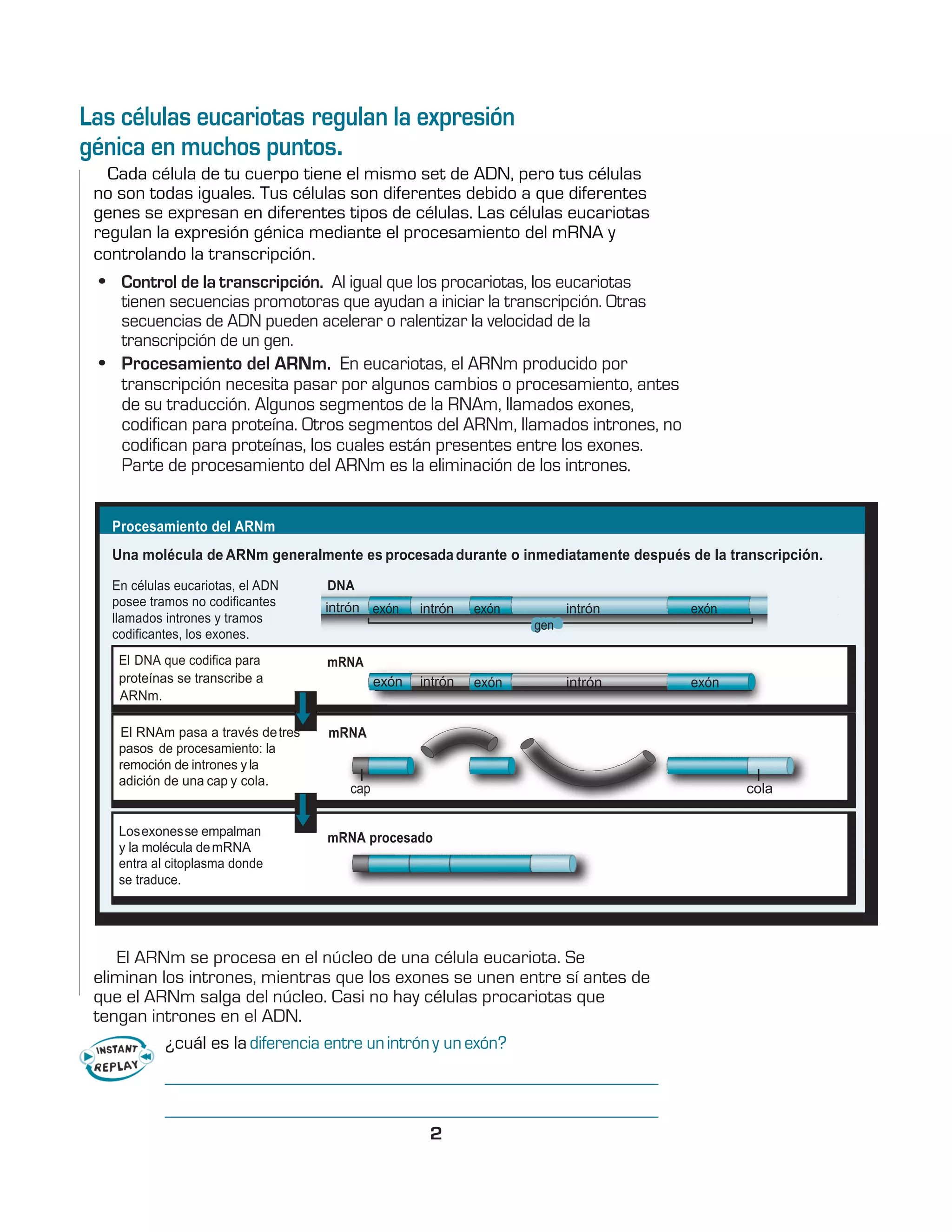 Regulación de la expresión génica | PDF