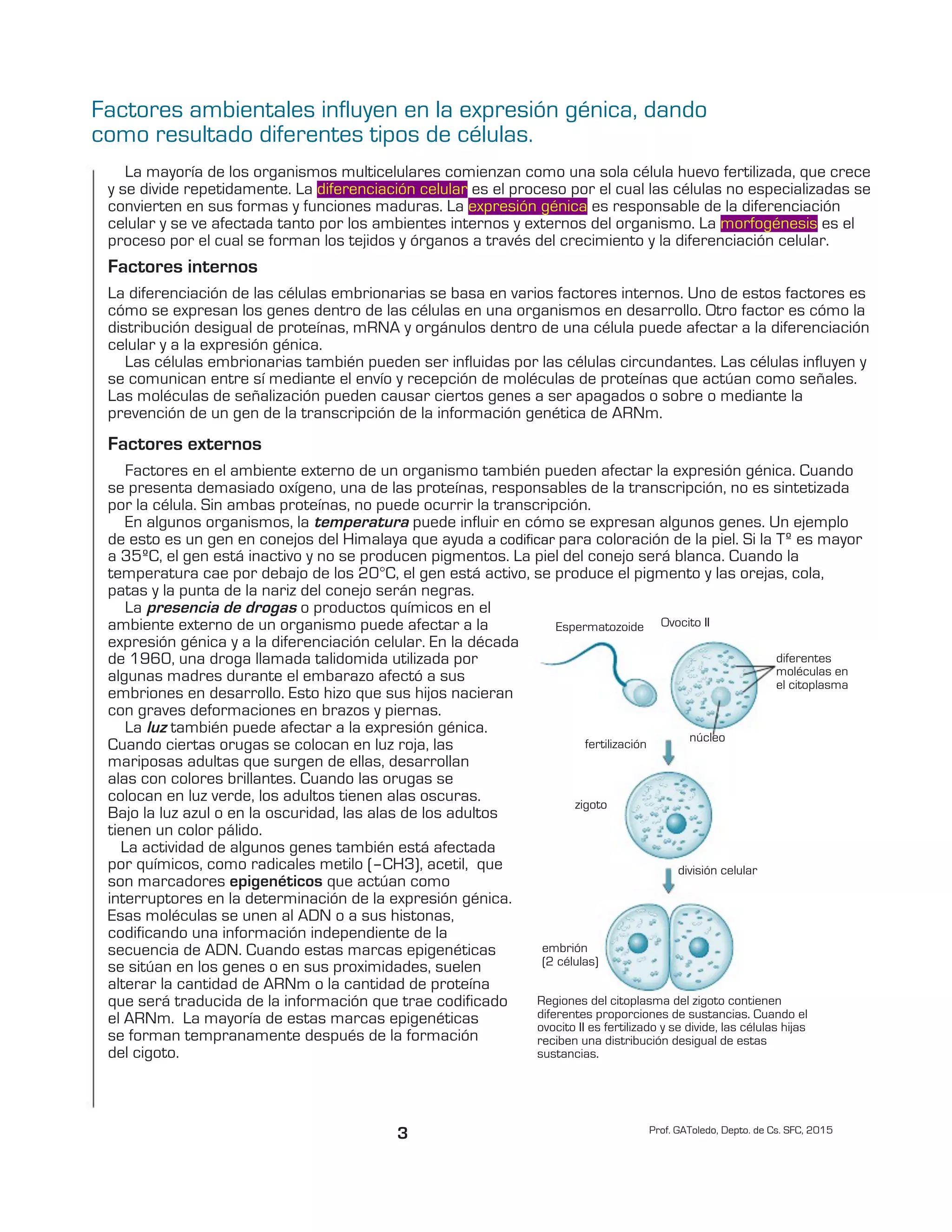 Regulación de la expresión génica | PDF