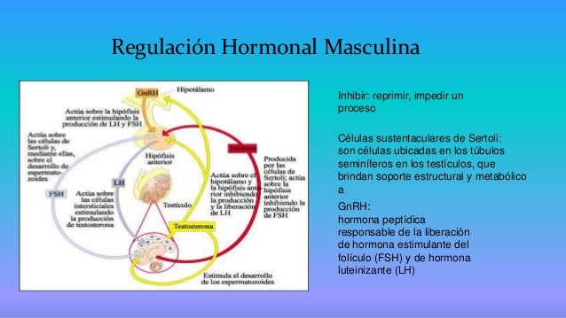 Regulacion hormonal biologia