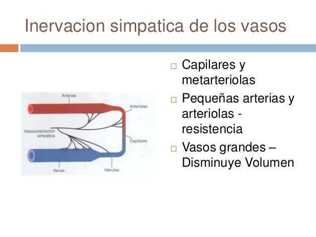 Regulación nerviosa de la circulación y control rápido de la presión ...