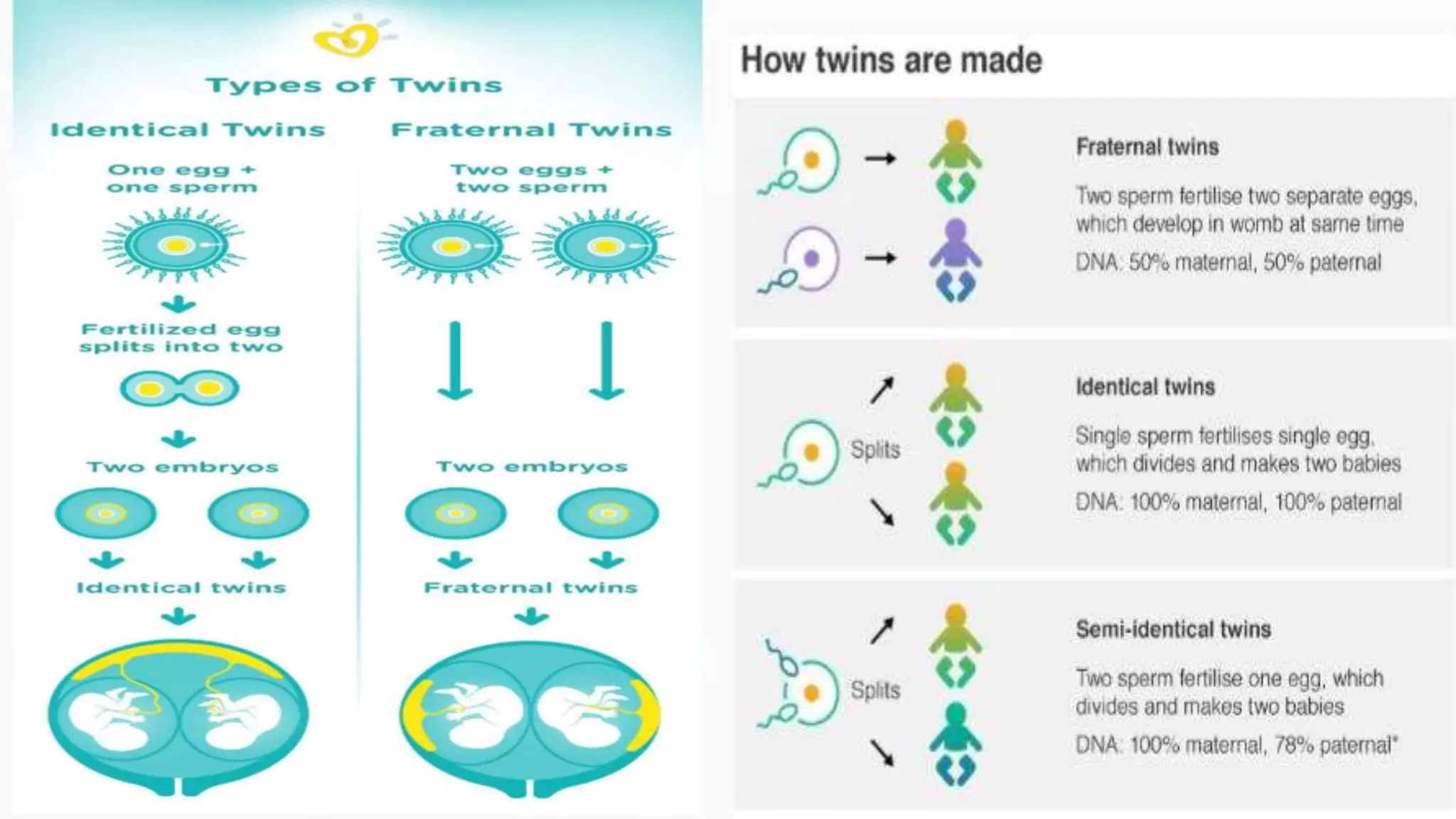 regular and irregular types of reflection twins.pptx