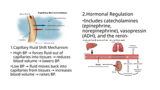 regulation of blood levels and atrial diaystole and systole | PPT