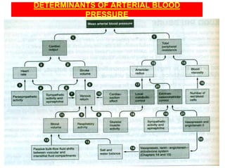 Regulation of-arterial-blood-pressure | PPTX