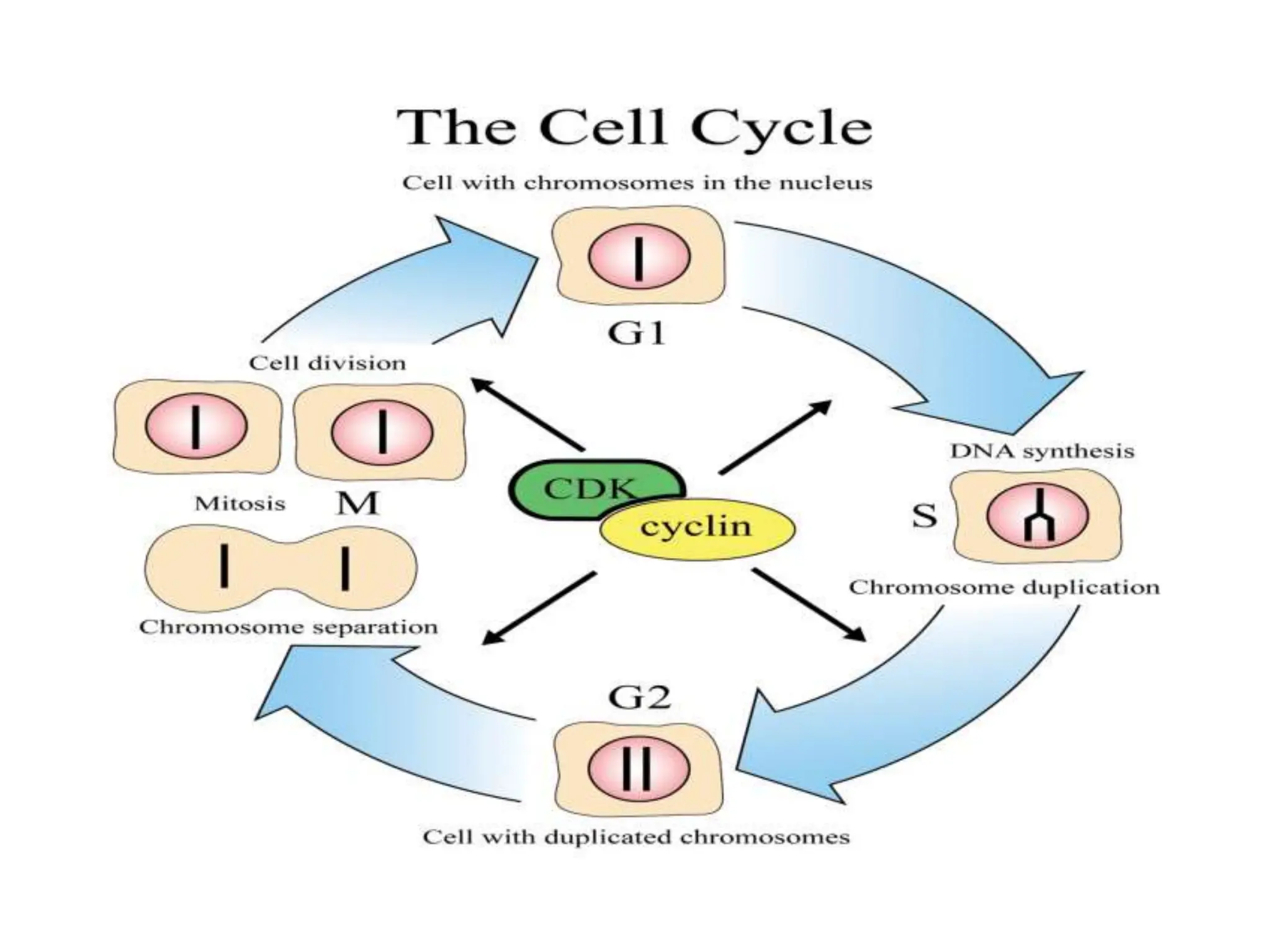 regulation-of-cell-cycle-and-cell-division ppt.pptx