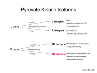 Regulation of Glycolysis downstream of mTOR | PPT