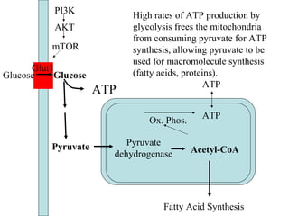 Regulation of Glycolysis downstream of mTOR | PPT