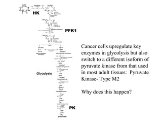 Regulation of Glycolysis downstream of mTOR | PPT