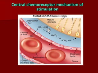 pulmonary physiology-Regulation Chemical control.pptx