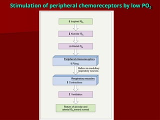 pulmonary physiology-Regulation Chemical control.pptx