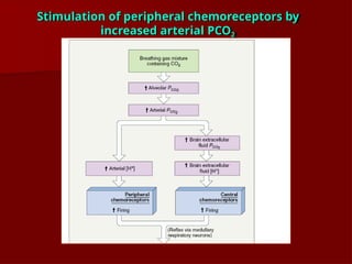 pulmonary physiology-Regulation Chemical control.pptx