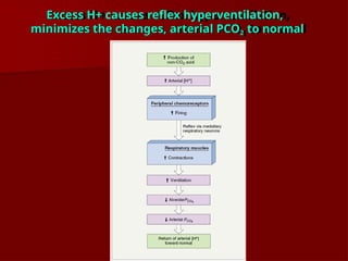 pulmonary physiology-Regulation Chemical control.pptx