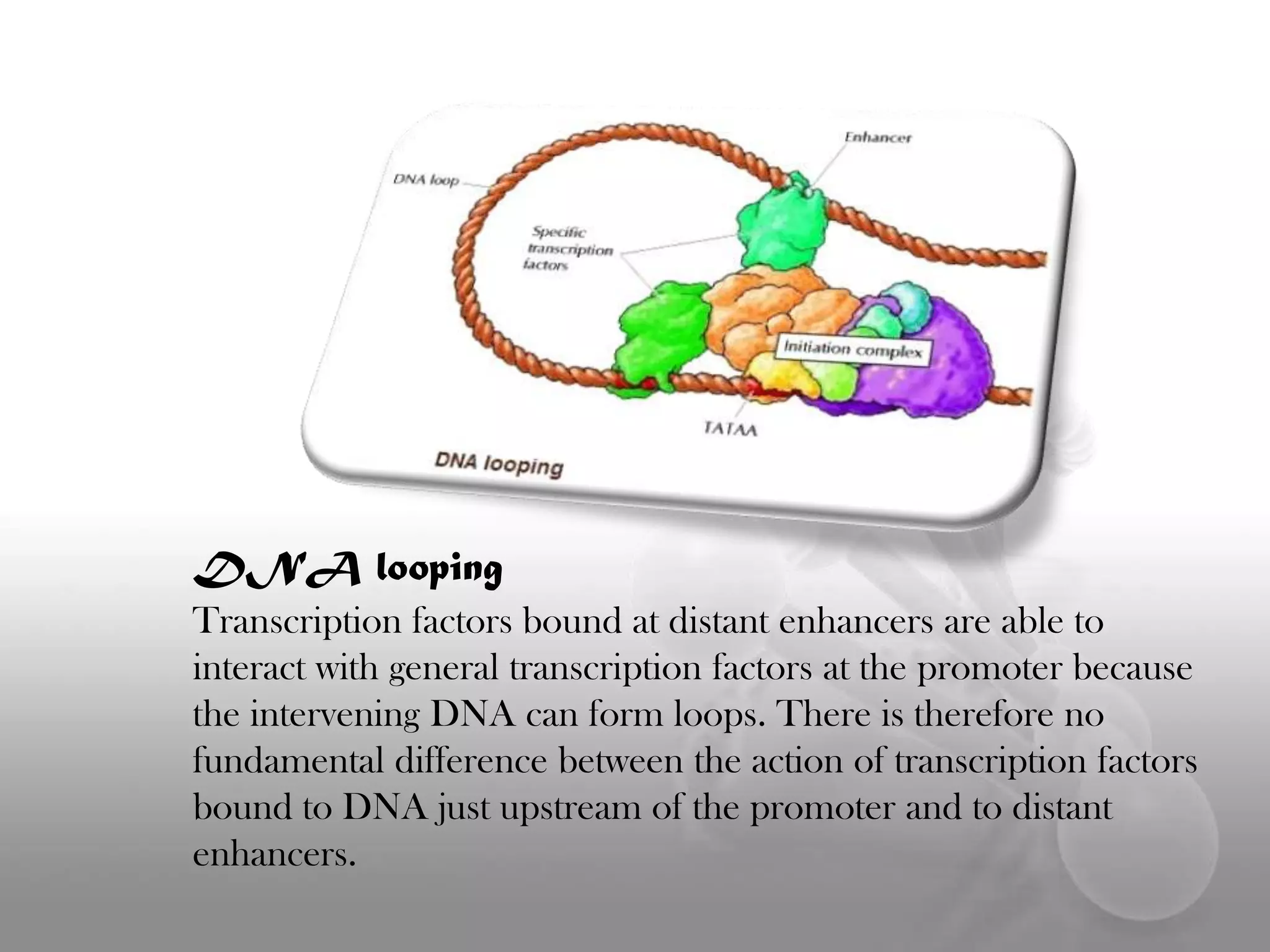 Transcription Regulation in Eukaryotes | PPTX