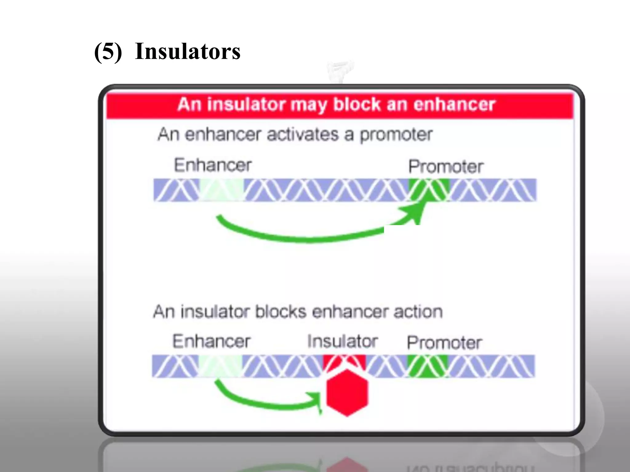 Transcription Regulation in Eukaryotes | PPTX