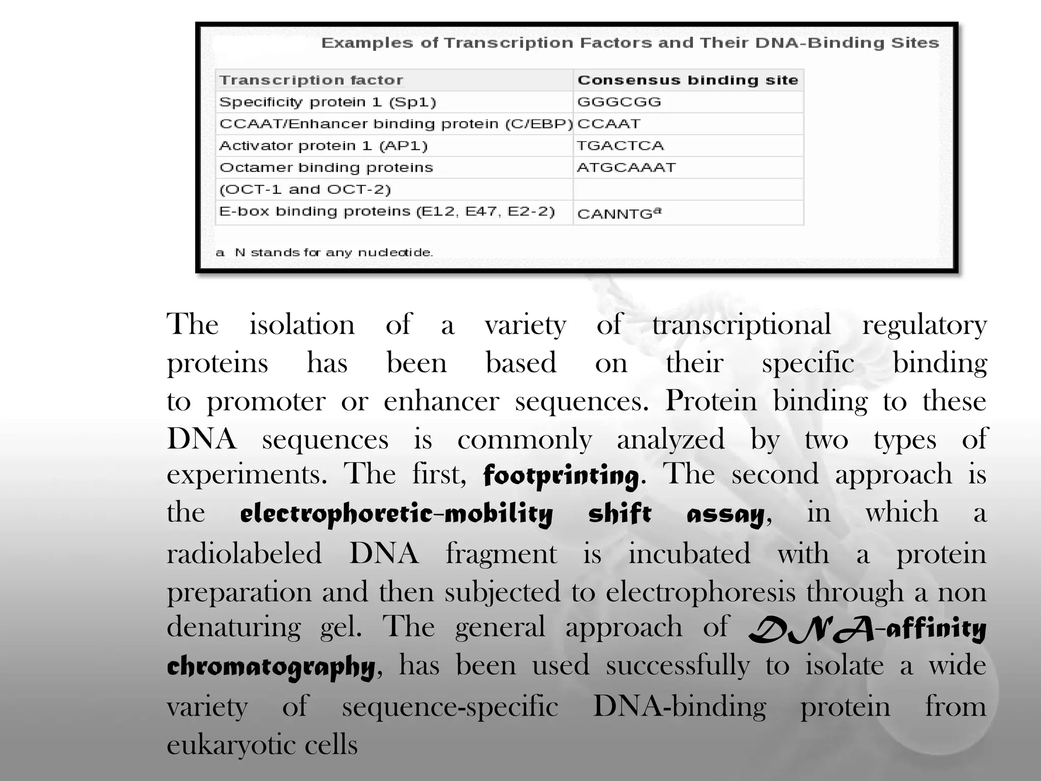 Transcription Regulation in Eukaryotes | PPTX