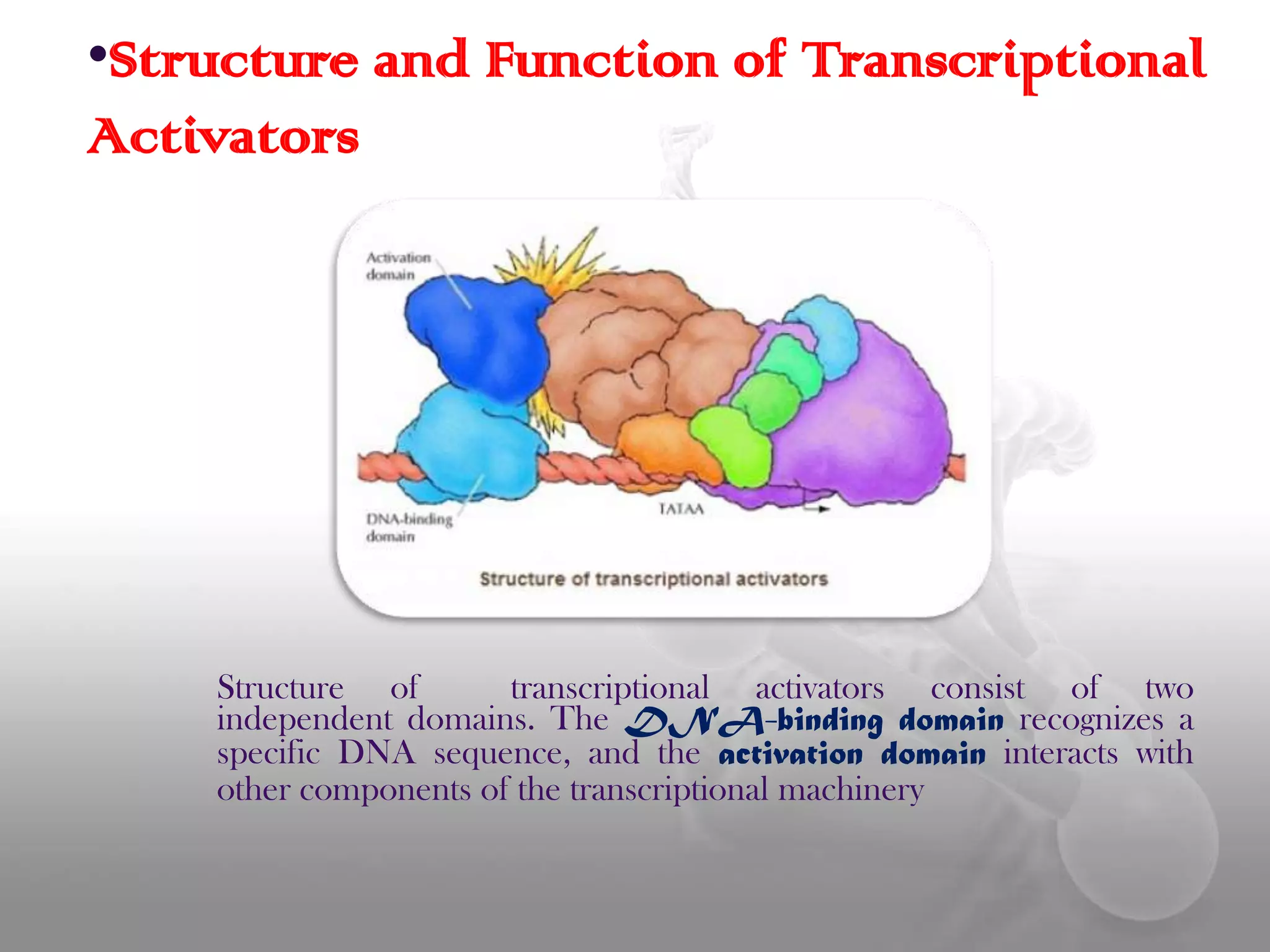 Transcription Regulation in Eukaryotes | PPTX
