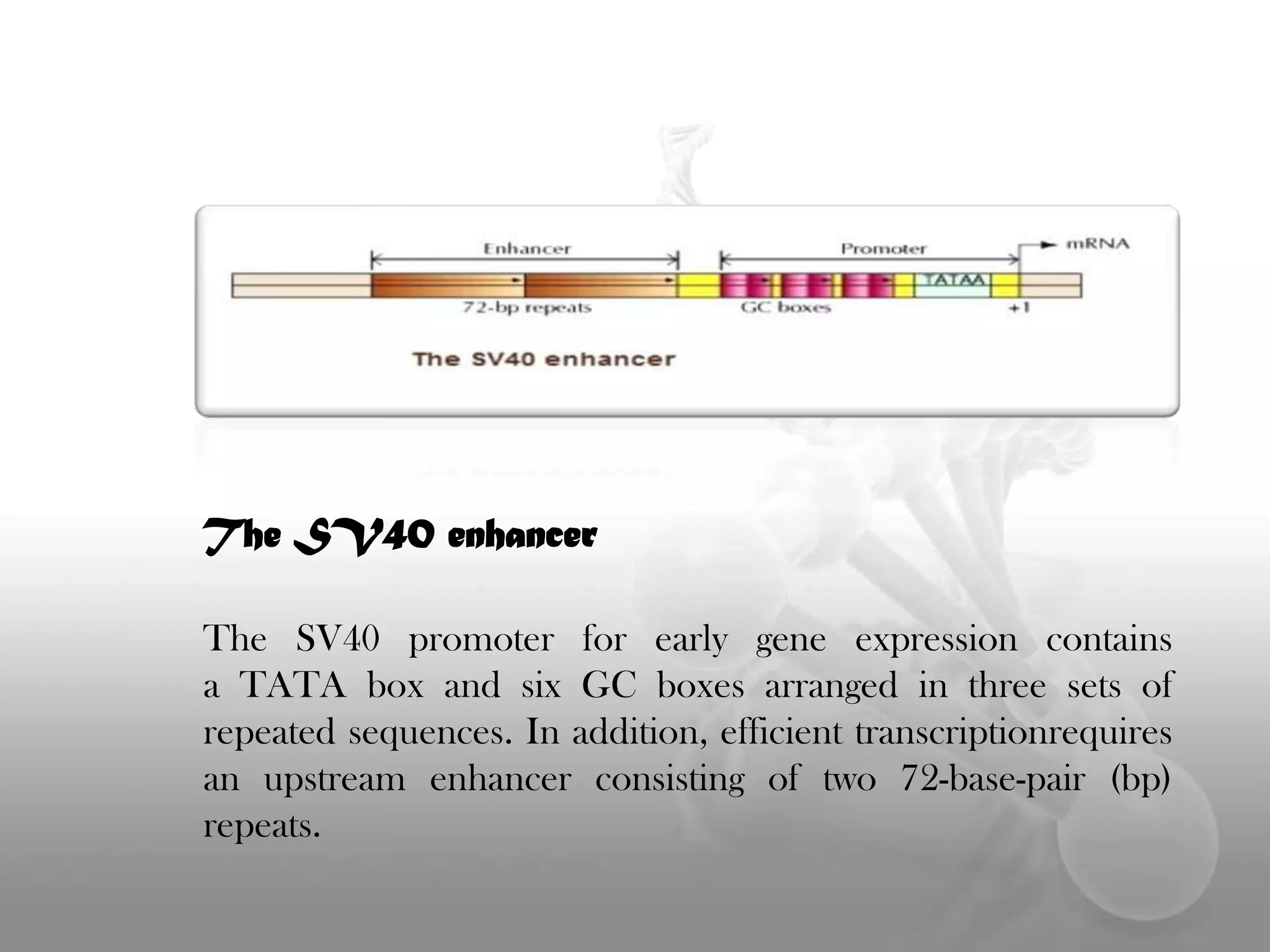 Transcription Regulation in Eukaryotes | PPTX
