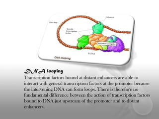 Transcription Regulation in Eukaryotes | PPTX